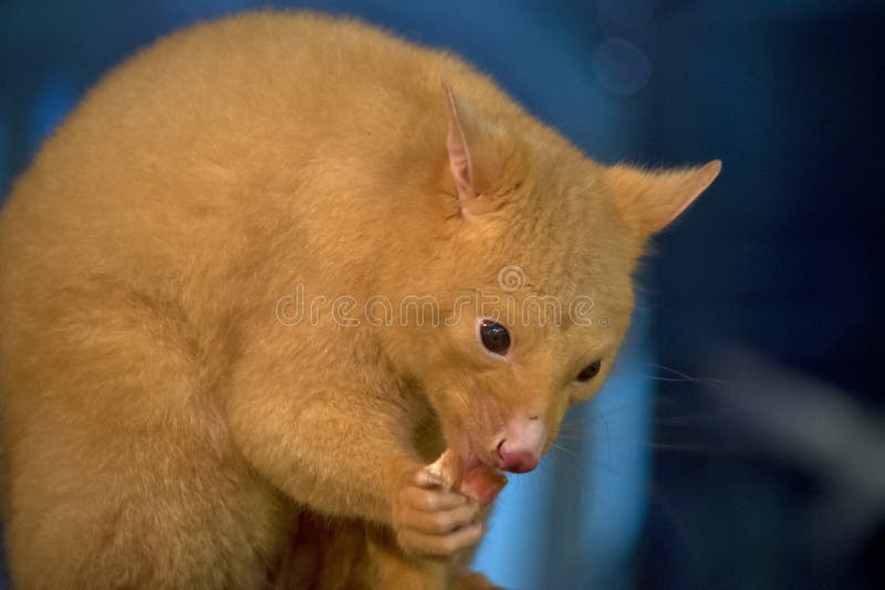 Golden Brushtail Possum Pet