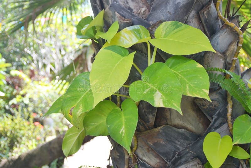 Golden Pothos Climbing on Tree Stock Image - Image of houseplant ...