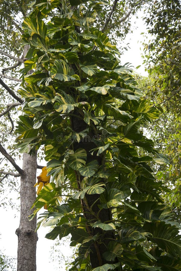 1,235 Pothos Tree Stock Photos - Free & Royalty-Free Stock Photos from ...
