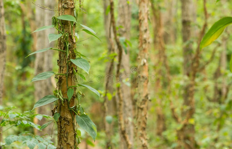 Golden pothos stock photo. Image of jungle, park, color - 123909634