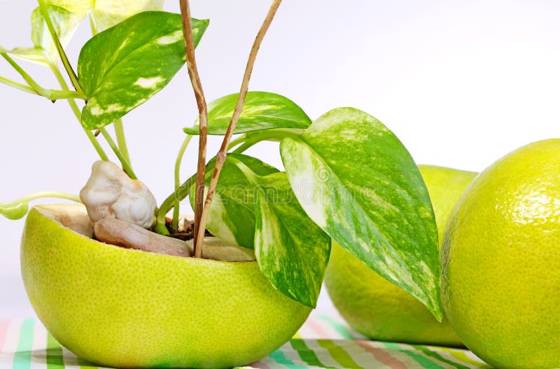 A Golden Pothos Planted in a Shell of Citrus Sweety Fruit Stock Image ...
