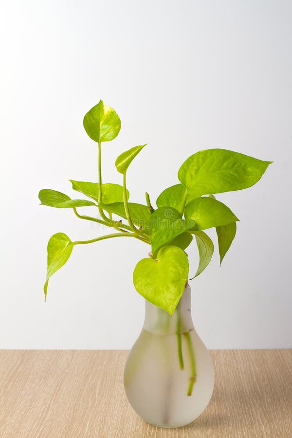 Golden Pothos in a pot stock photo. Image of golden, young - 70488592