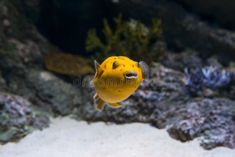 Puffed Up Blowfish Swimming Underwater in the Ocean Stock Photo - Image ...