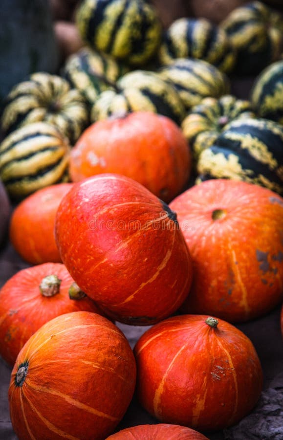 Golden pumpkin stock photo. Image of garden, fall, macro - 26633608