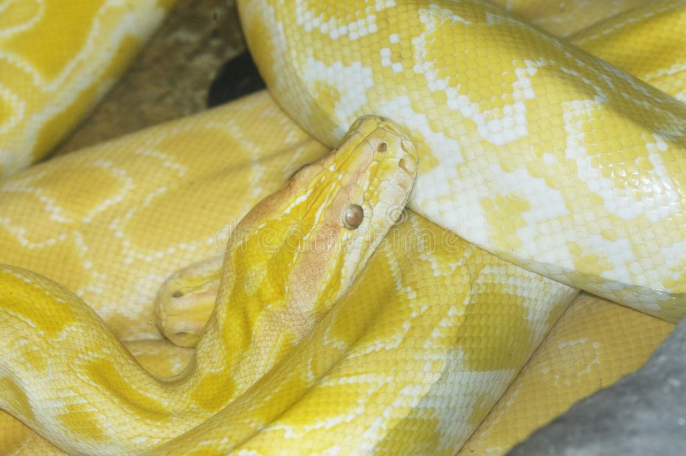 Golden python stock image. Image of fauna, nature, animal - 25911549