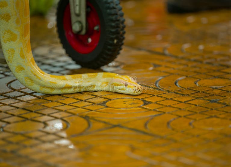 Golden python stock photo. Image of carving, wood, yellow - 254362458