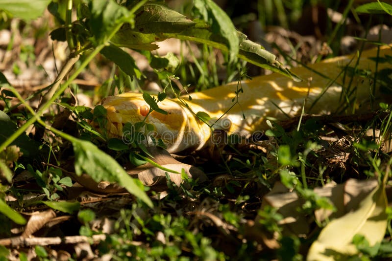 Golden Python stock photo. Image of danger, beauty, herpetology - 167403348