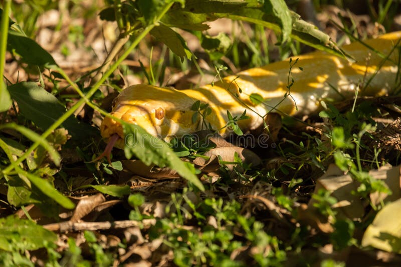 Golden Python stock photo. Image of danger, beauty, herpetology - 167403348