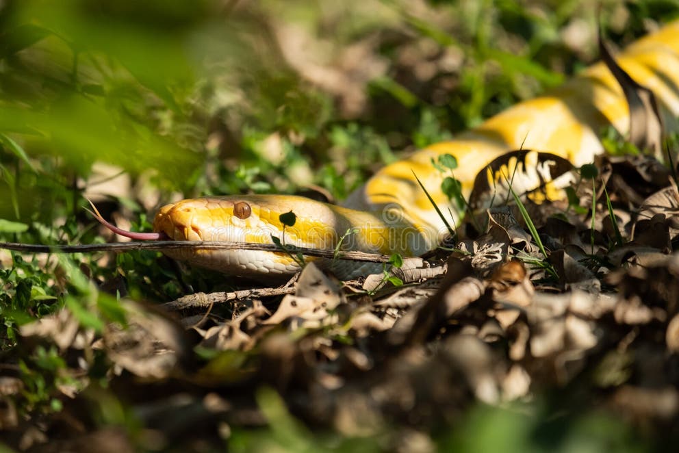 Golden Python stock photo. Image of constrictor, large - 167403012