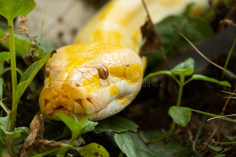 Golden Python stock photo. Image of constrictor, large - 167403012