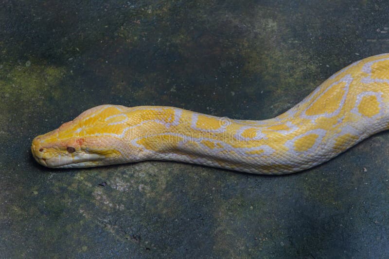 Golden Python Snake Stock Photos - Download 342 Royalty Free Photos