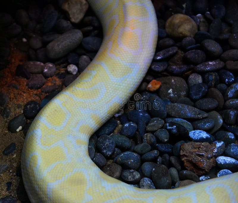 Golden python stock image. Image of biology, head, nature - 54344369