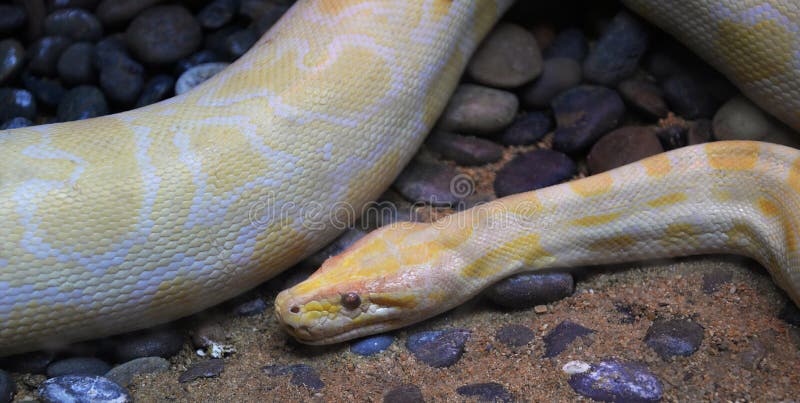 Golden Python stock photo. Image of constrictor, large - 167403012