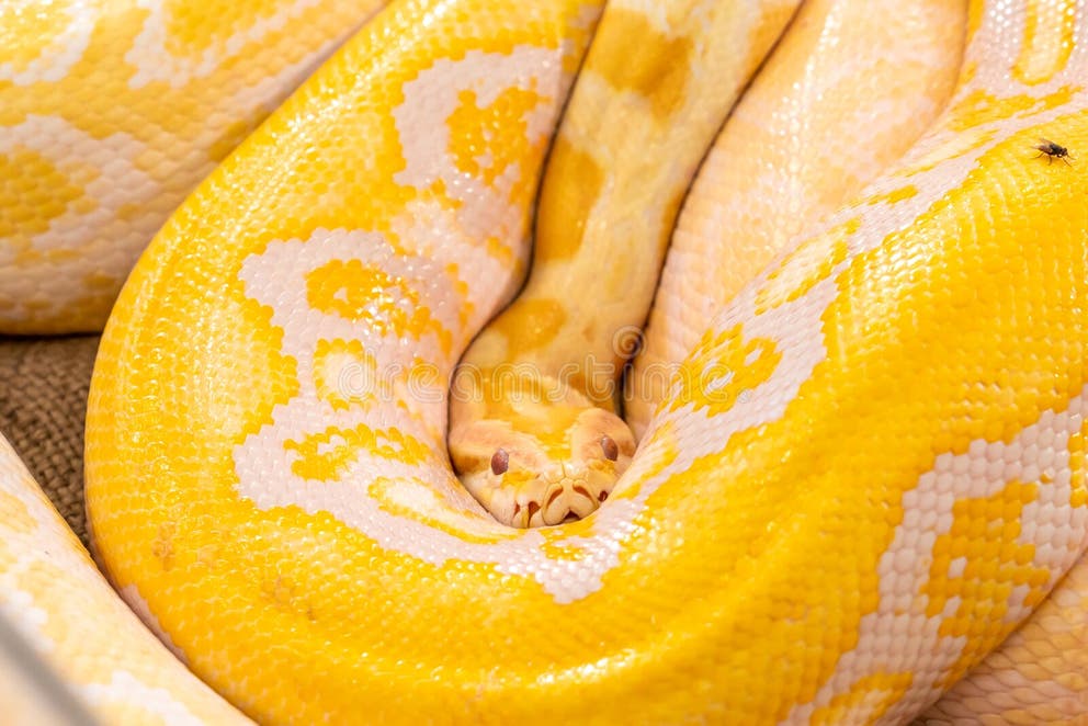 Golden Python in zoo stock image. Image of rock, bivittatus - 158329347