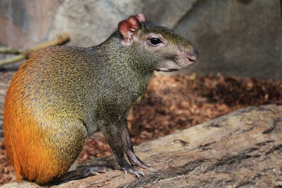 Golden rabbit. Aguti stock image. Image of zoological - 26309727