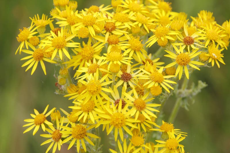 Golden Ragwort stock photo. Image of miniature, spring - 72807148