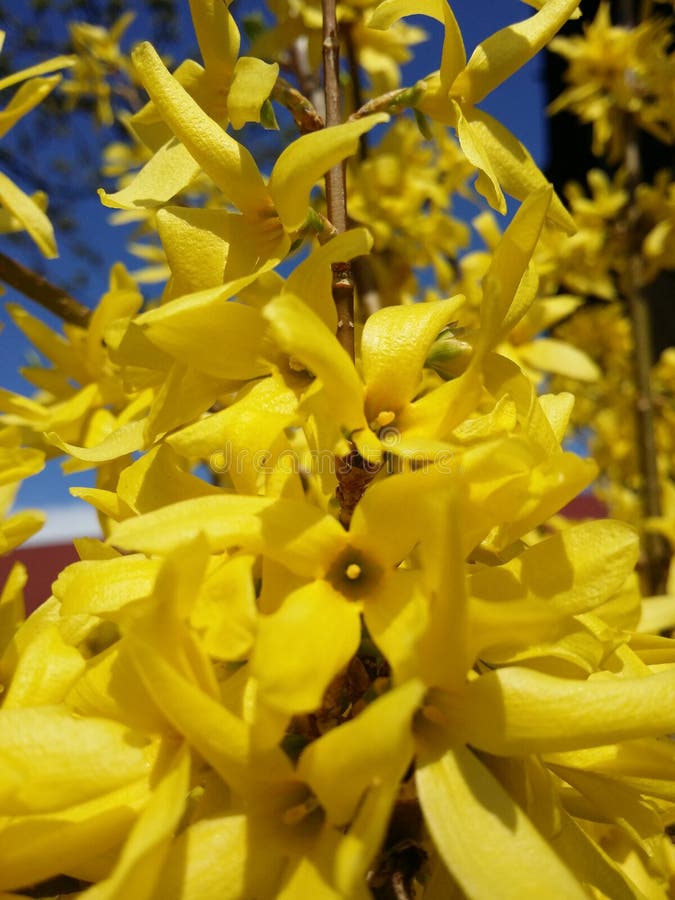 Golden rain stock photo. Image of golden, summer, rain - 69982332