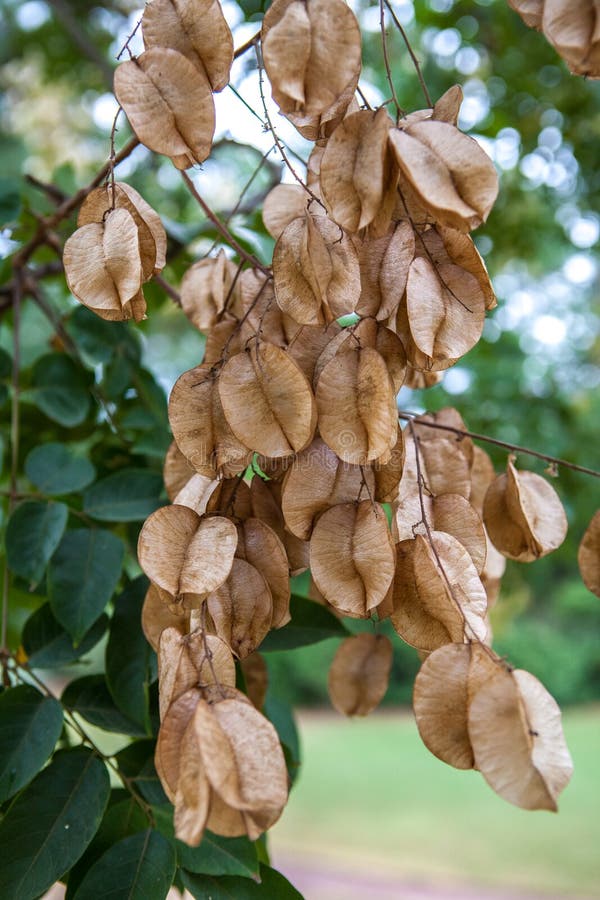 Golden Rain Tree Seeds stock photo. Image of flower - 245667346