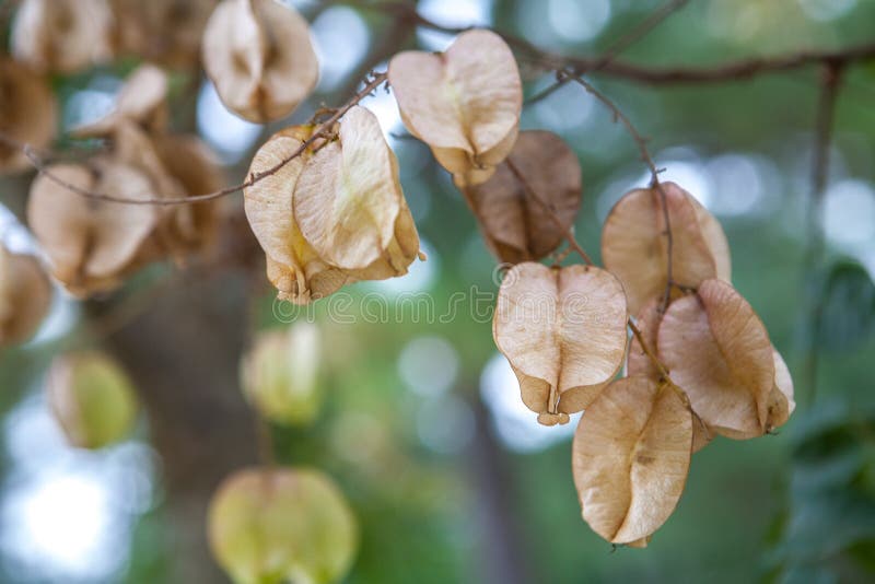 Golden Rain Tree Seeds stock image. Image of beautiful - 245667355