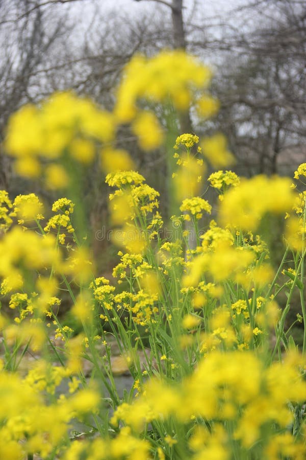 The Golden flowers stock image. Image of great, bloom - 52377635