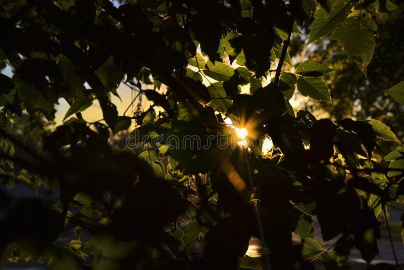 Golden ray of sunshine stock image. Image of solar, trees - 95854185