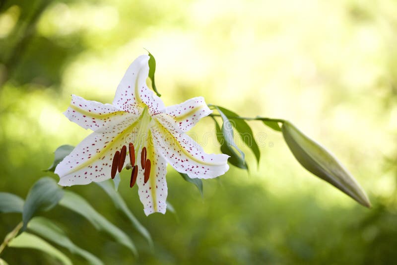 Golden rayed lily stock image. Image of color, blossom - 56892403