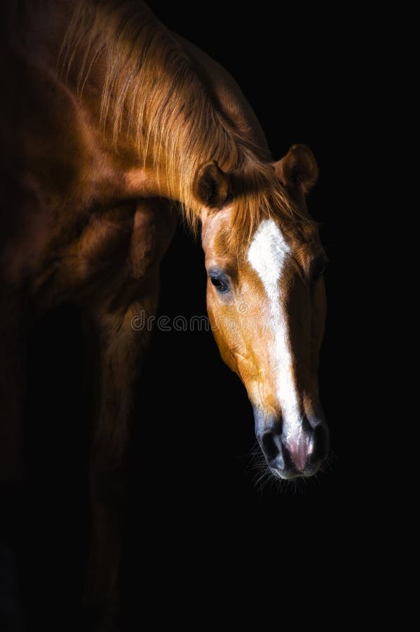 Red Golden Horse Akhal-teke Portrait in Summer Stock Image - Image of ...