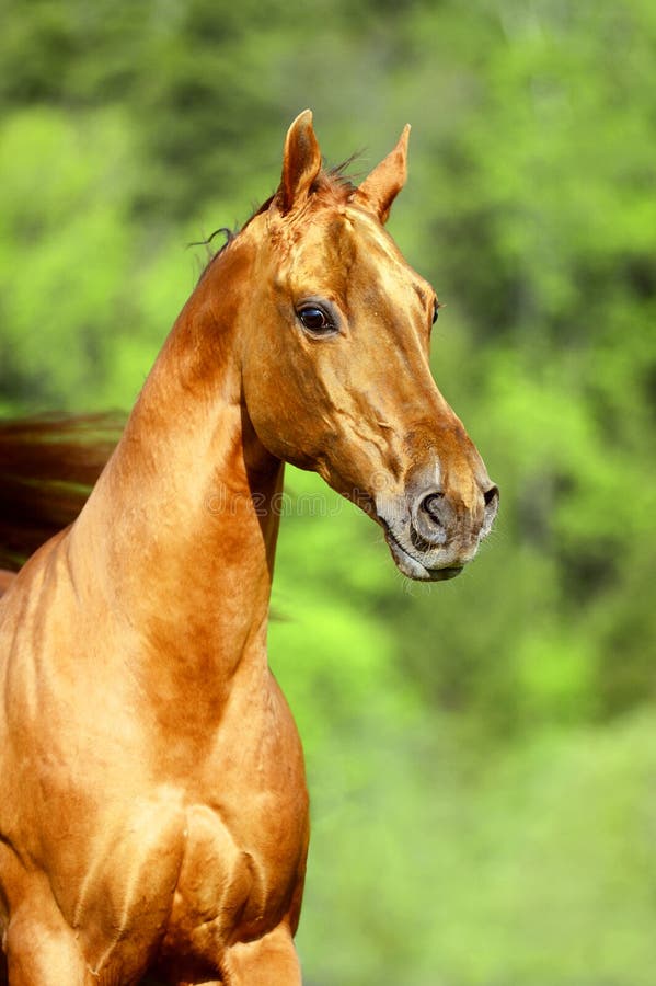 Red Golden Horse Akhal-teke Portrait in Summer Stock Image - Image of ...