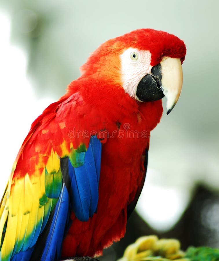 Golden Red Macaw Bird stock image. Image of gazing, forest - 6337547