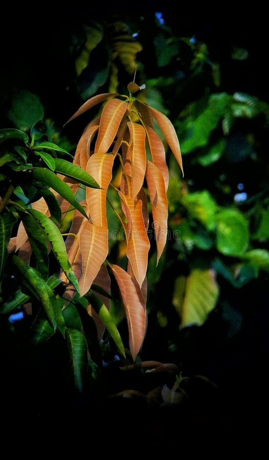 Golden red mango leaf buds stock photo. Image of buds - 329040290