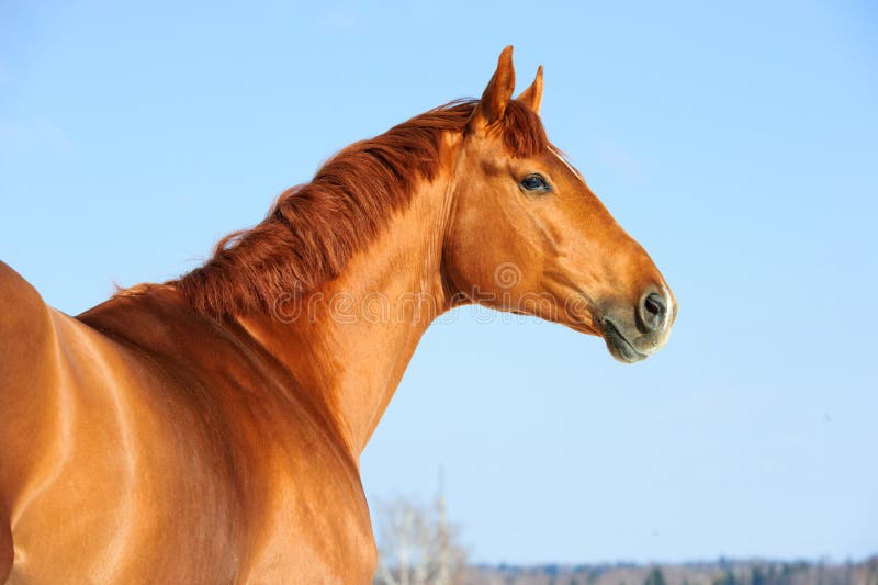 Golden Red Trakehner Horse Portrait Stock Photo - Image of animals ...