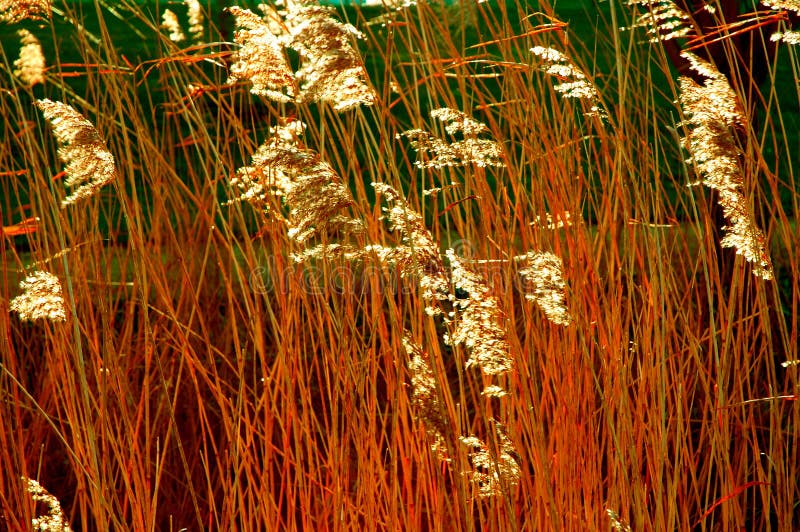 Golden Reed stock photo. Image of gold, light, reed, grass - 76554
