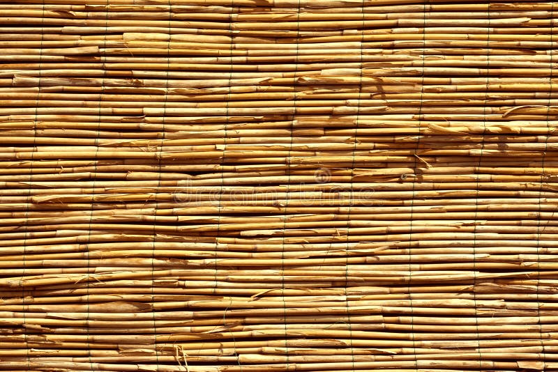 Exotic beach waves stock photo. Image of breaking, beach - 10535718