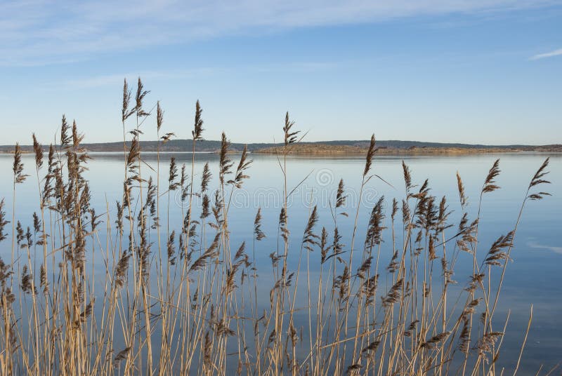 Golden reed in cold autumn stock image. Image of autumn - 80576469