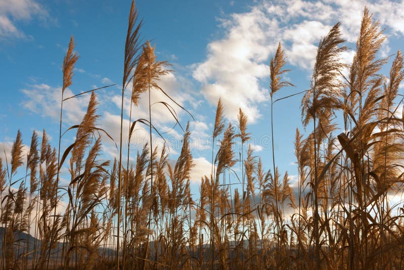 Reed in a Field Along a the Edge of a Lake Stock Photo - Image of blue ...