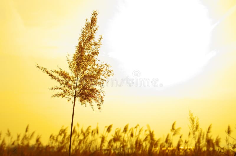 Golden Reed stock image. Image of wind, golden, gold - 98278911