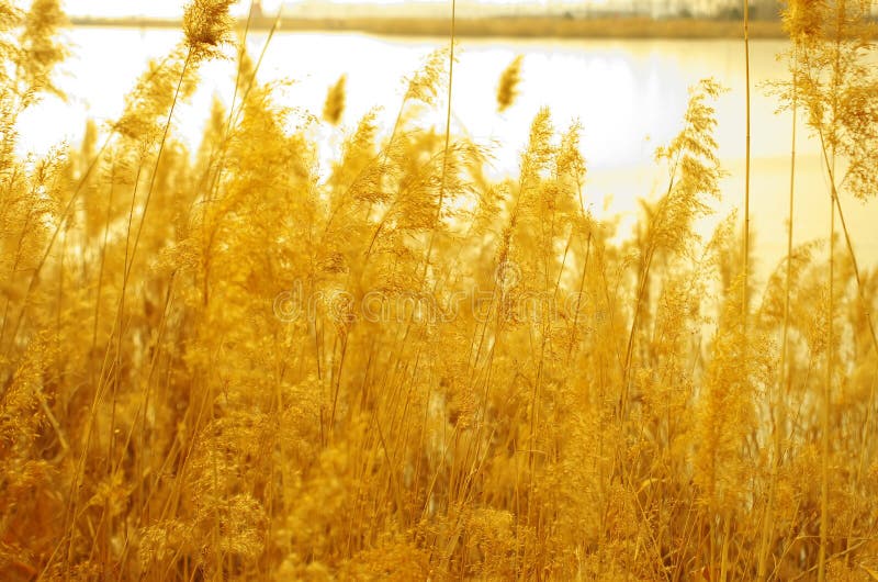Golden Reed stock image. Image of blowing, view, water - 98282993