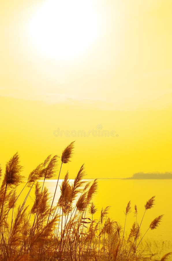 Golden Reed pavilion stock photo. Image of plant, grass - 98278870