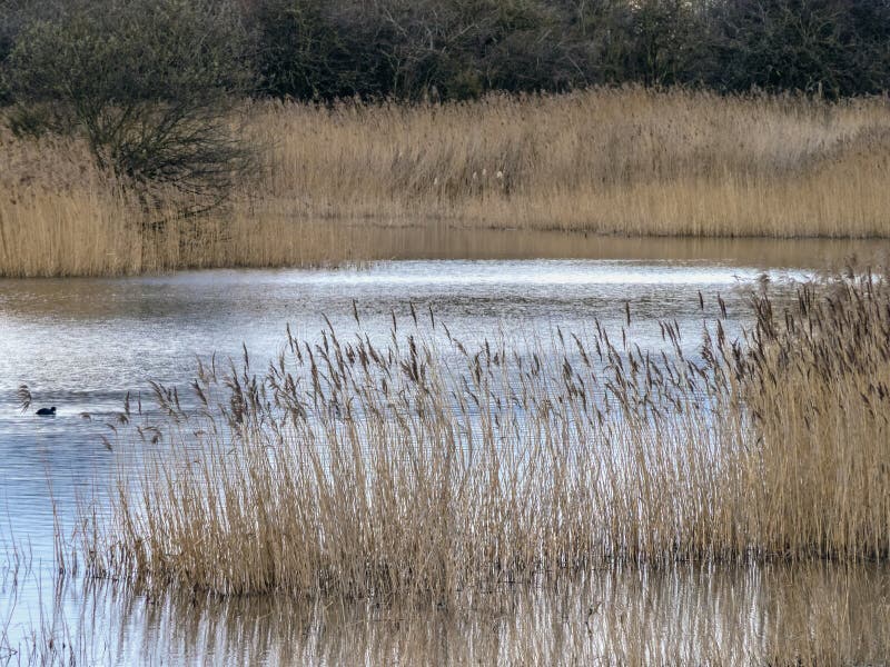 Golden Reeds in a Peaceful Pond with Background Trees Stock Image ...