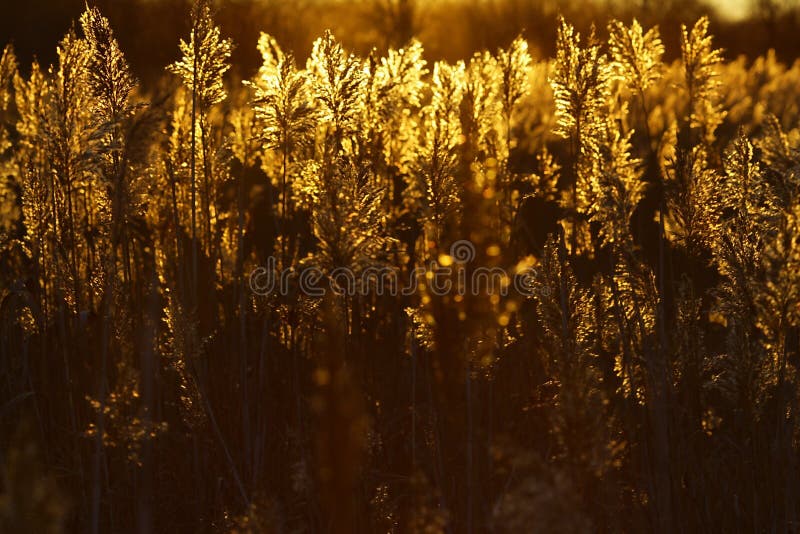 Golden Reeds Blowing in the Wind Stock Photo - Image of blue, rural ...