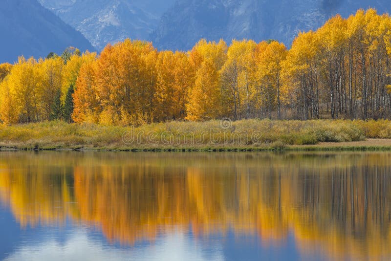 Golden Reflection stock image. Image of national, tree - 78389657