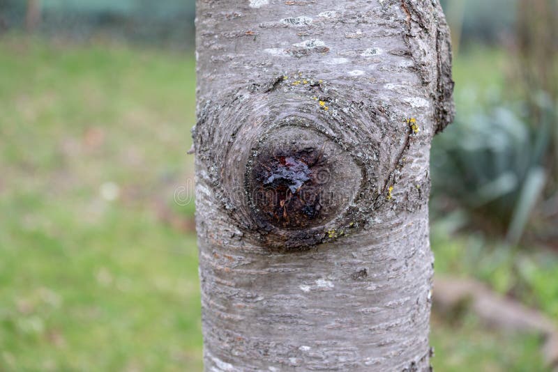 Golden Resin on the Cherry Tree Branch Stock Image - Image of flora ...