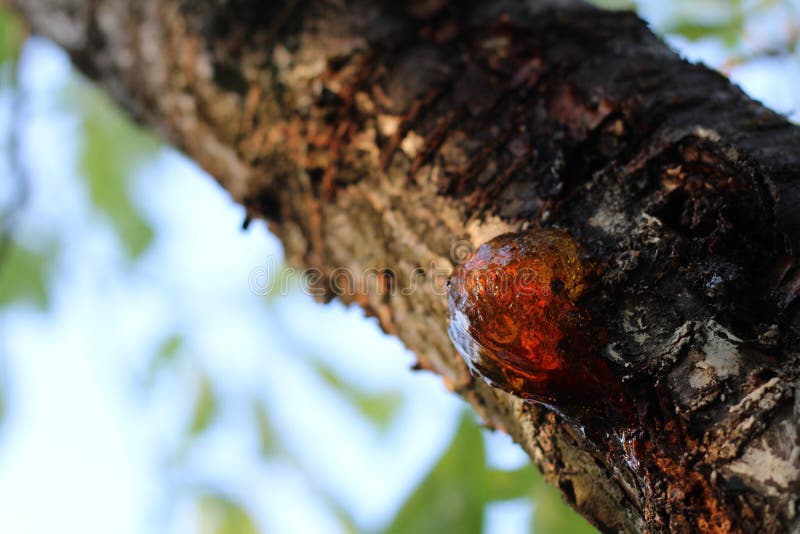 Golden Resin on the Cherry Tree Branch Stock Photo - Image of fall ...