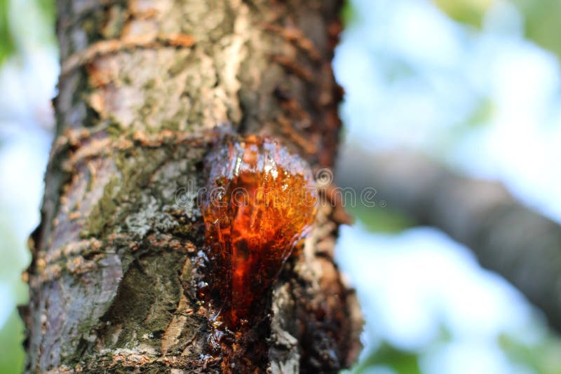Golden Resin on the Cherry Tree Branch Stock Photo - Image of light ...