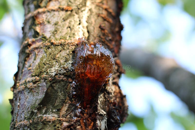 Golden Resin on the Cherry Tree Branch Stock Photo - Image of fall ...