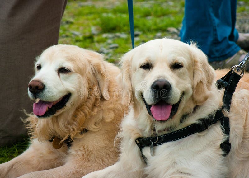 Golden Retreivers stock photo. Image of show, retrievers - 15474526