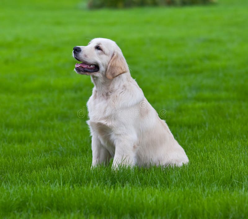 Golden Retrieve on the Green Grass Stock Image - Image of friendship ...