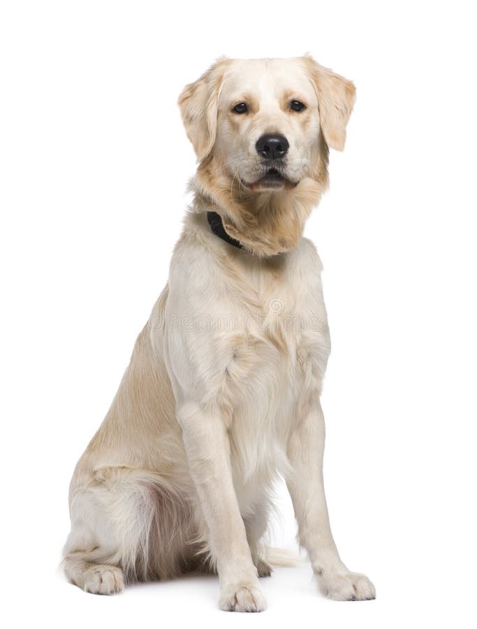 One Year Old Golden Retriever Wearing a Bow Tie Stock Photo - Image of ...