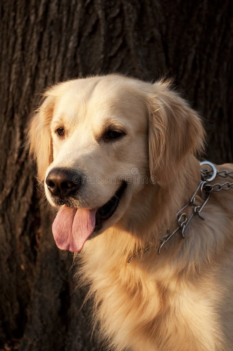 147 Golden Retriever Dog Chain Stock Photos - Free & Royalty-Free Stock ...