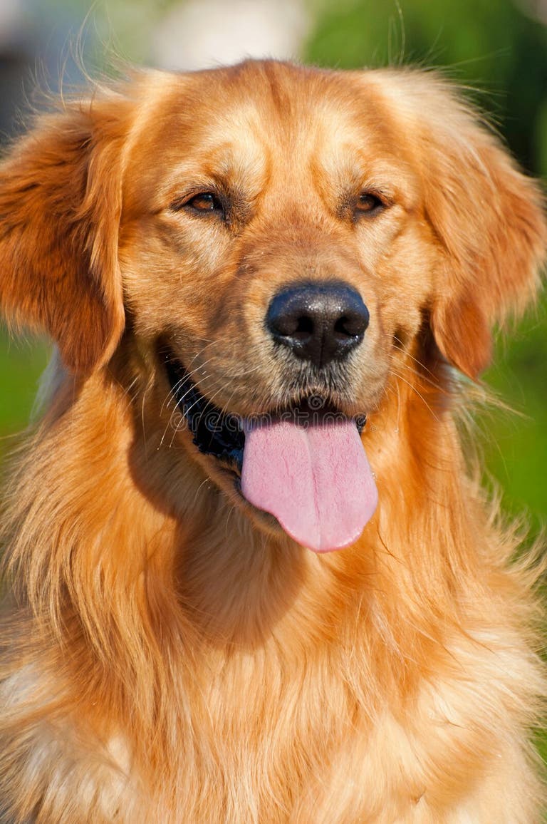 7,558 Golden Retriever Color Stock Photos - Free & Royalty-Free Stock ...